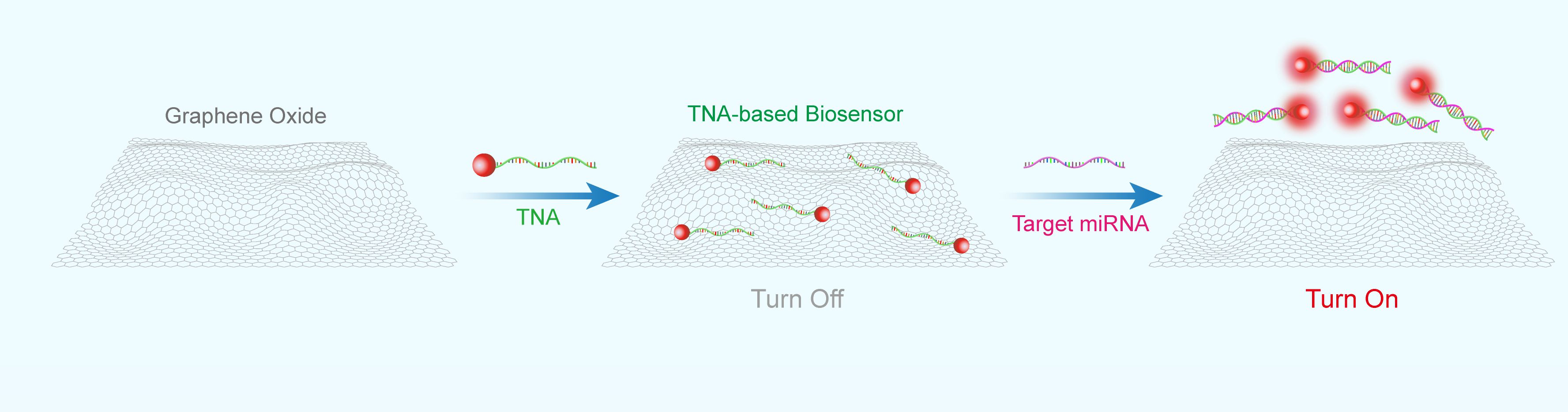 TNA-based Probes for miRNA Detection - Innovation Hub@HK